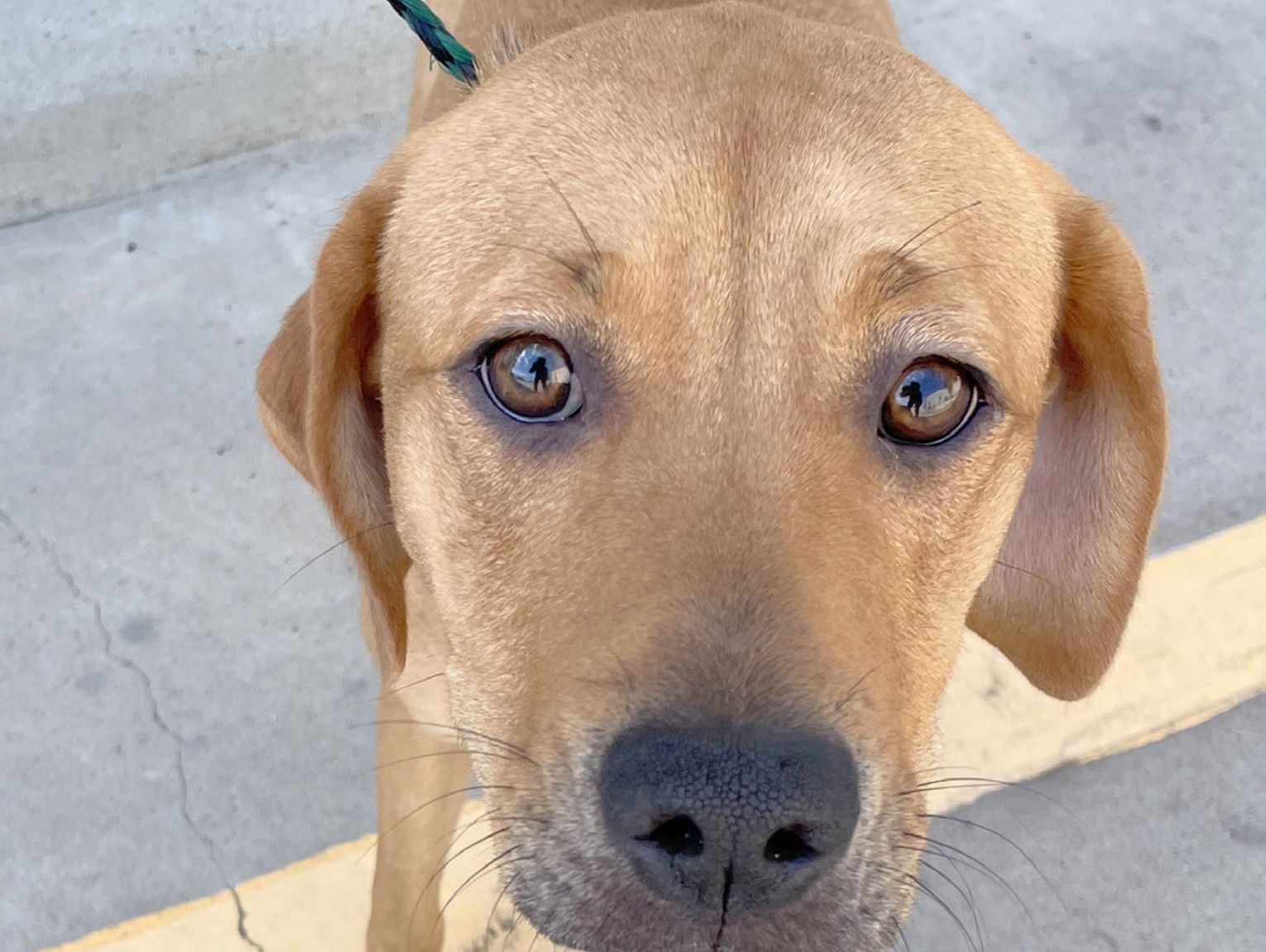 The tragedy of rehoming a longtime family pet