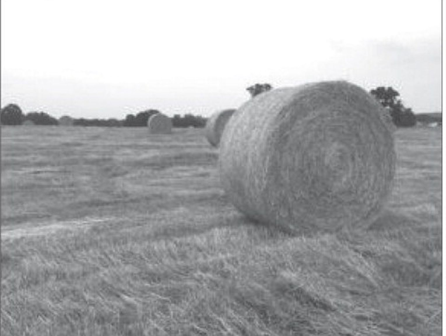 Understanding the importance of hay quality
